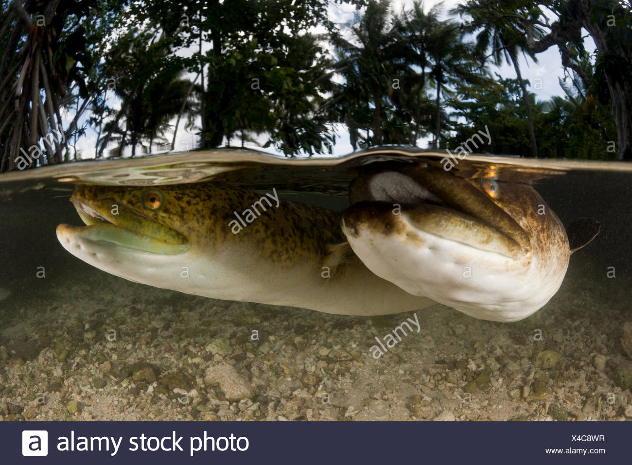 Freshwater Eels Stock Photos & Freshwater Eels Stock Images - Alamy