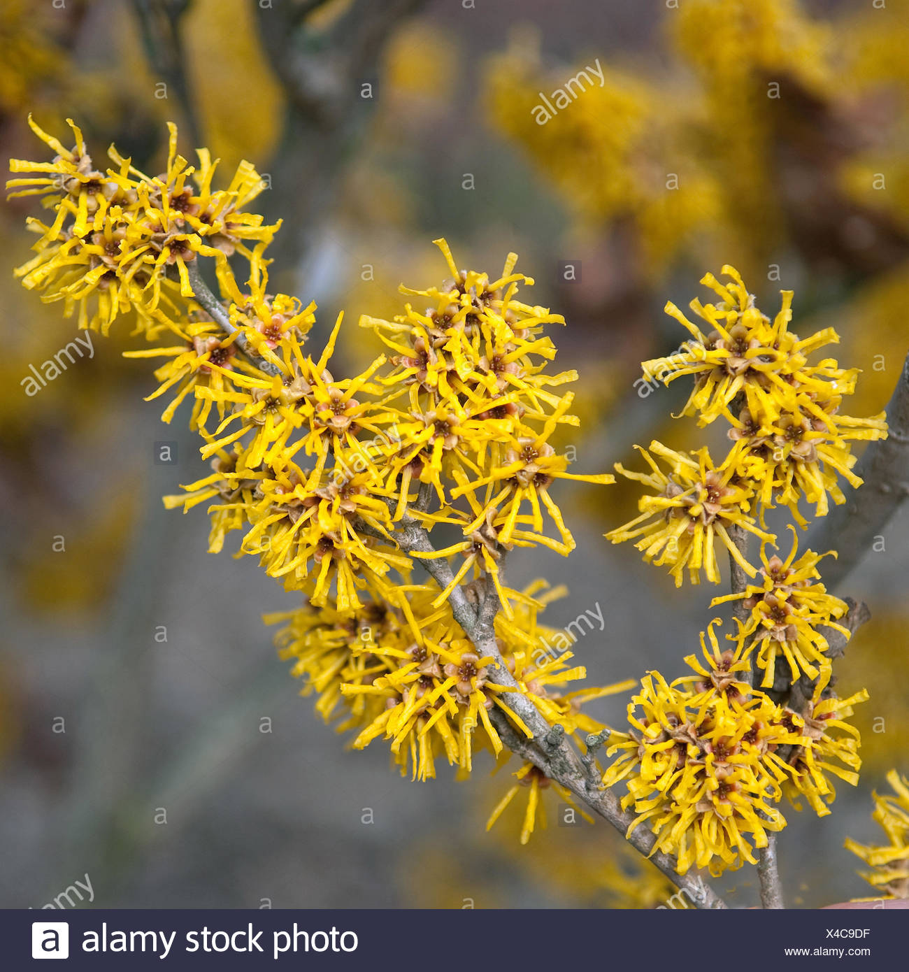 Chinese Witch Hazel High Resolution Stock Photography and Images - Alamy