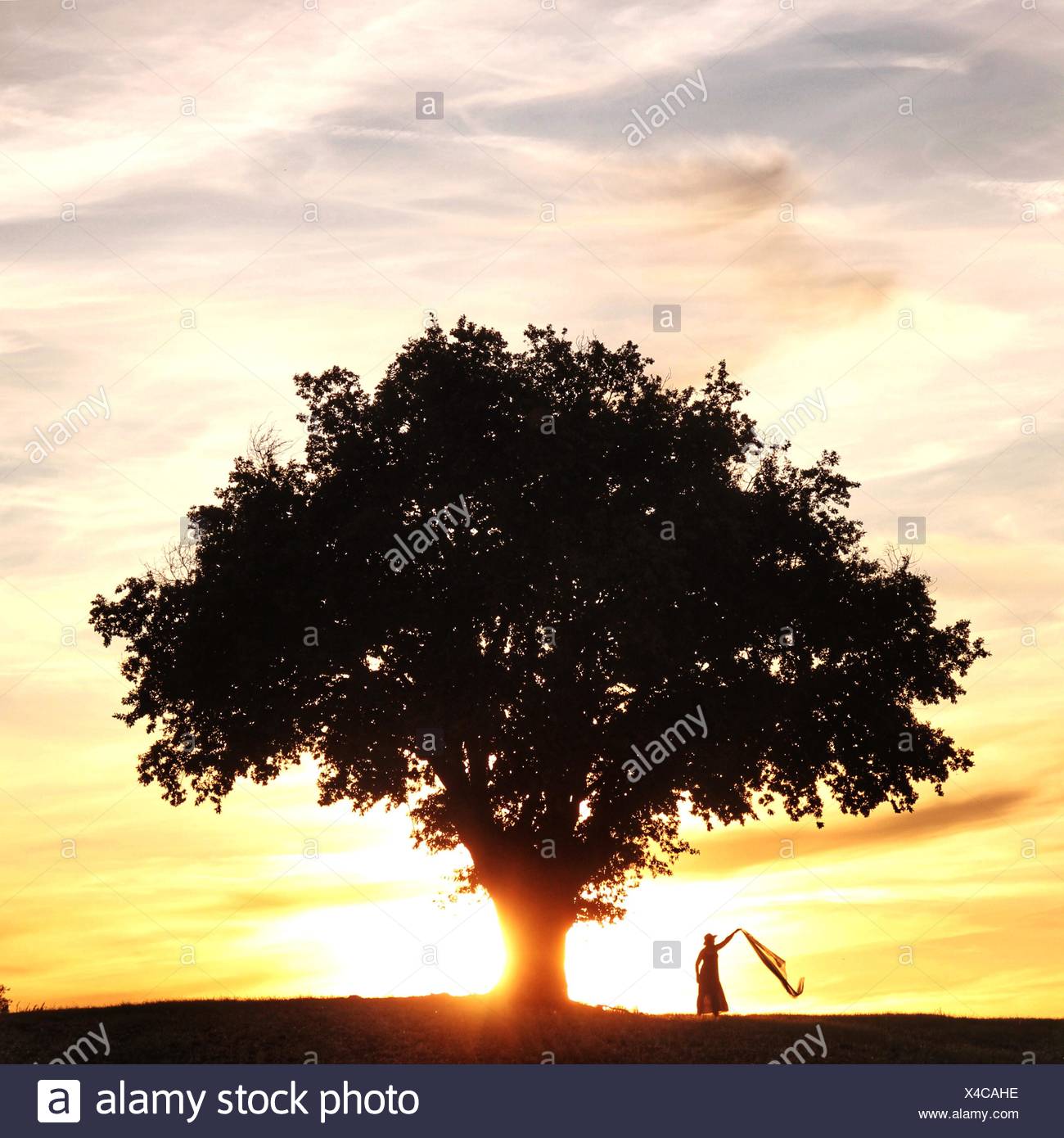 Tree Low Angle High Resolution Stock Photography and Images - Alamy