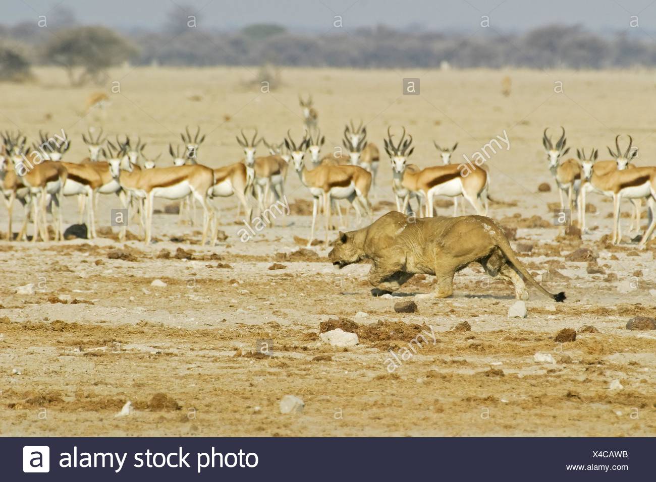 Lion Hunt Gazelle Stock Photos & Lion Hunt Gazelle Stock Images - Alamy