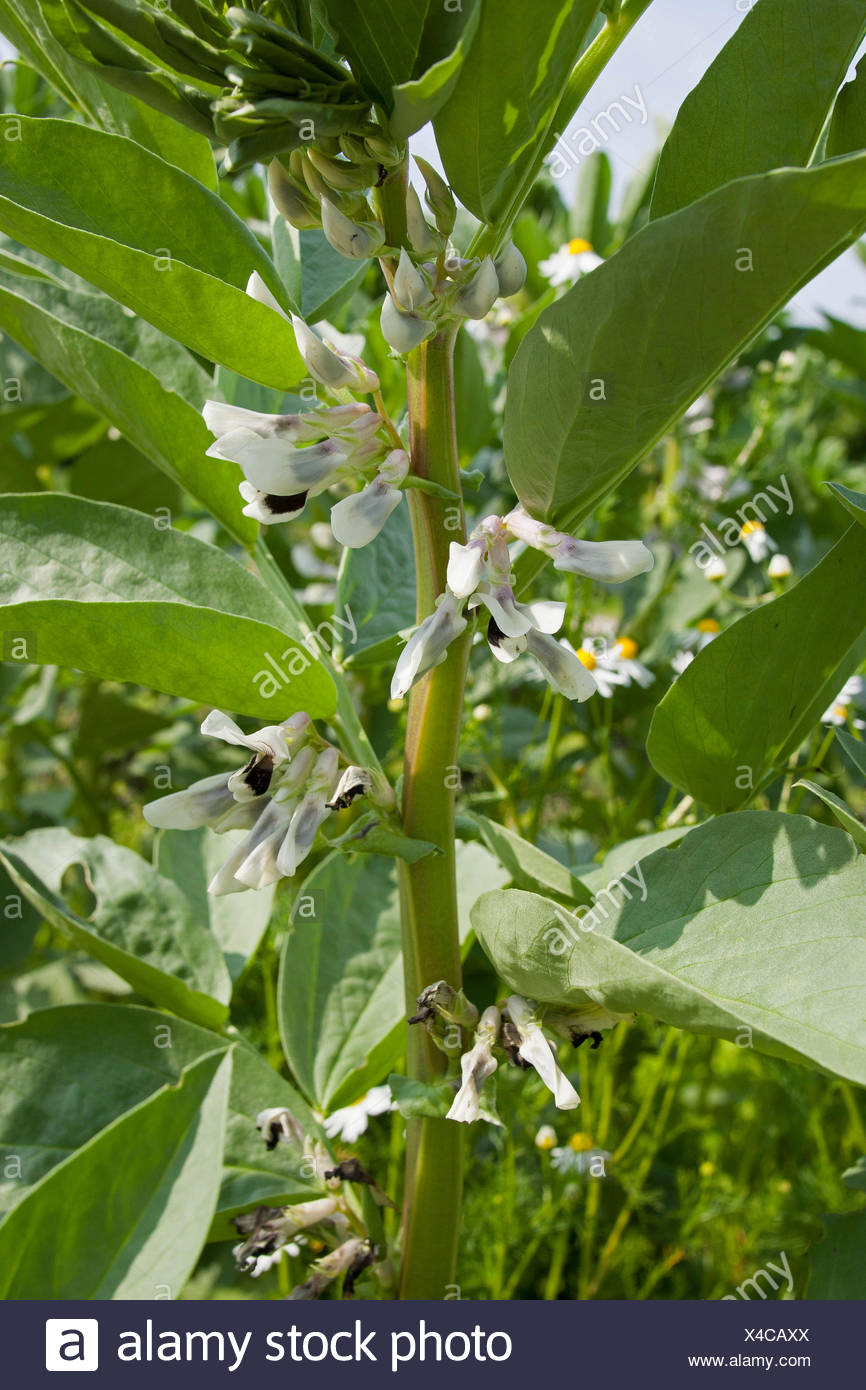 Bean Flower High Resolution Stock Photography and Images - Alamy