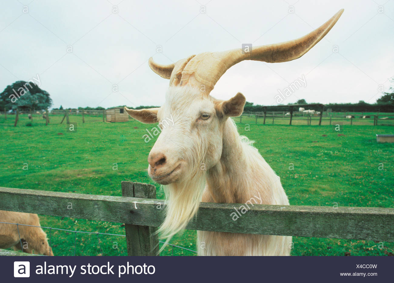 Golden Guernsey Goat High Resolution Stock Photography and Images - Alamy