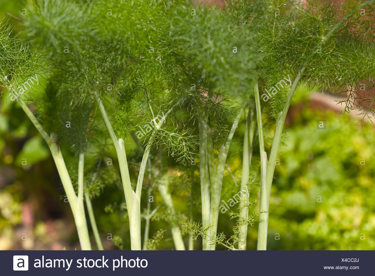 Edible Stems High Resolution Stock Photography and Images - Alamy