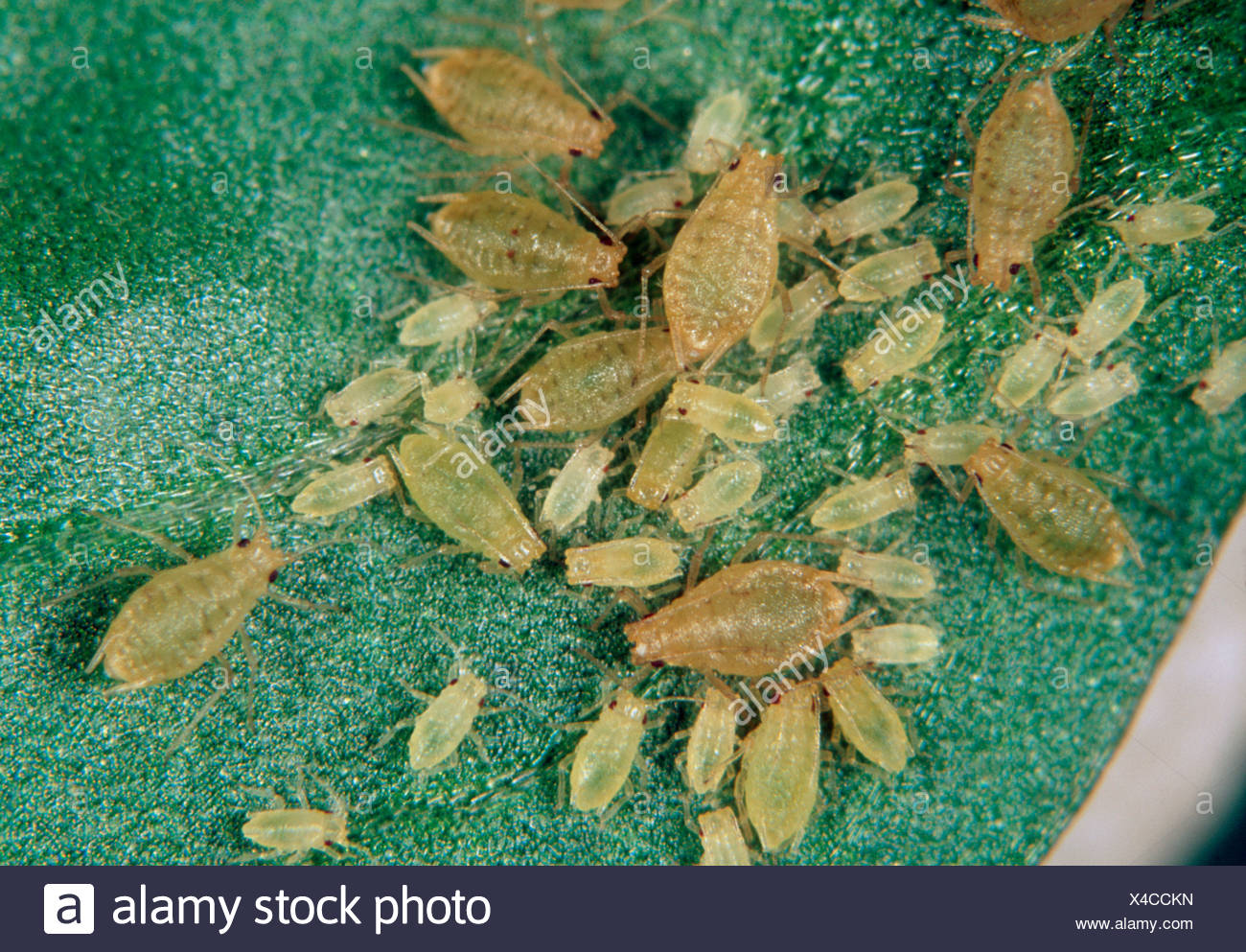 Wingless Aphid Stock Photos & Wingless Aphid Stock Images - Alamy