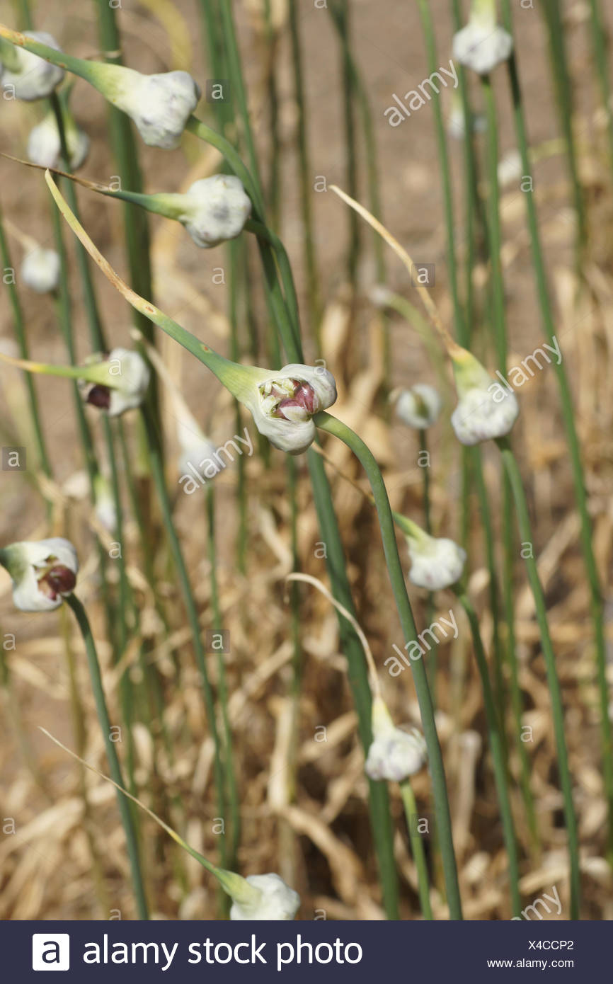 Allium Sativum Plant Plants High Resolution Stock Photography and ...