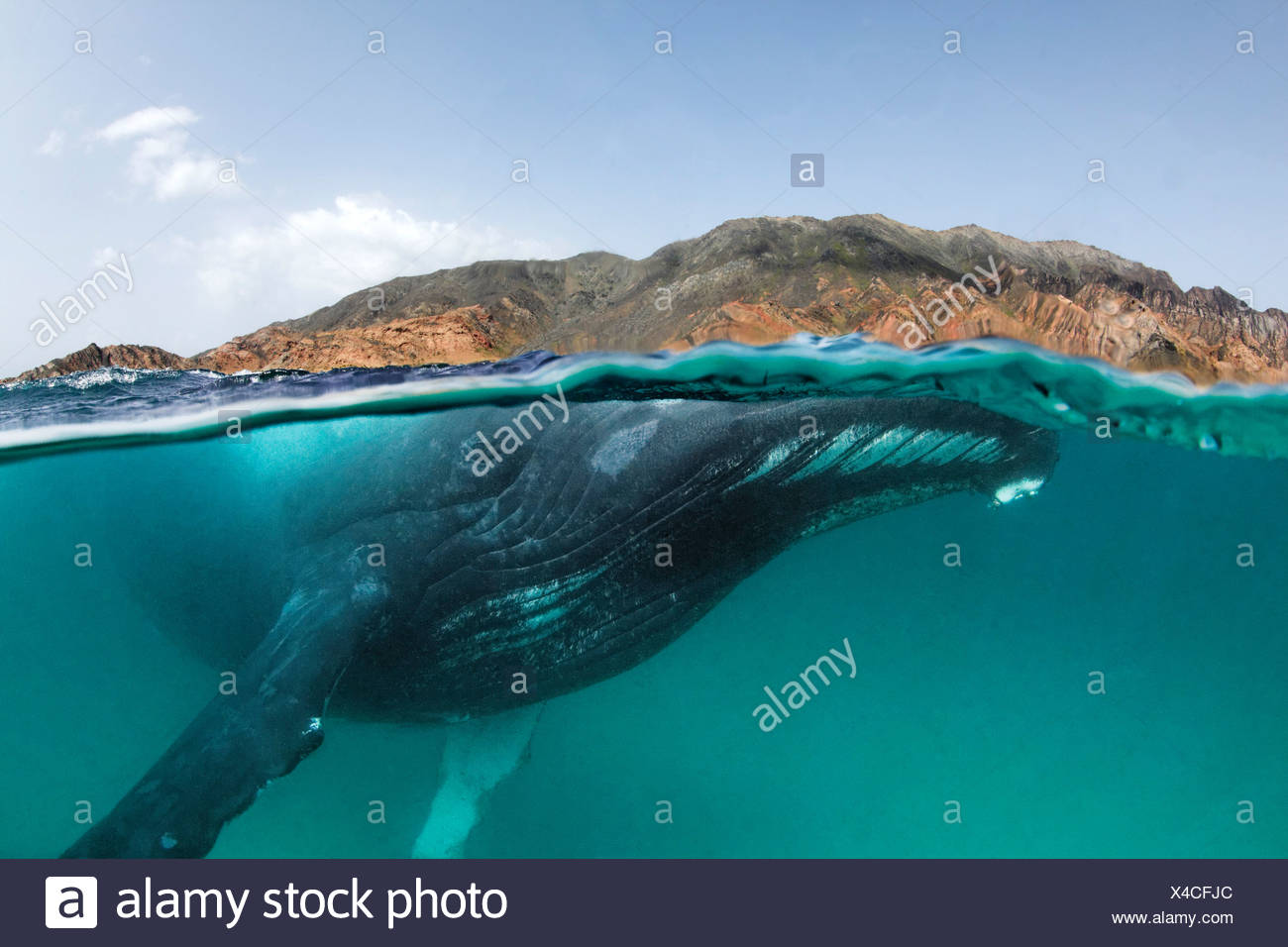 Half Underwater Shot High Resolution Stock Photography and Images - Alamy