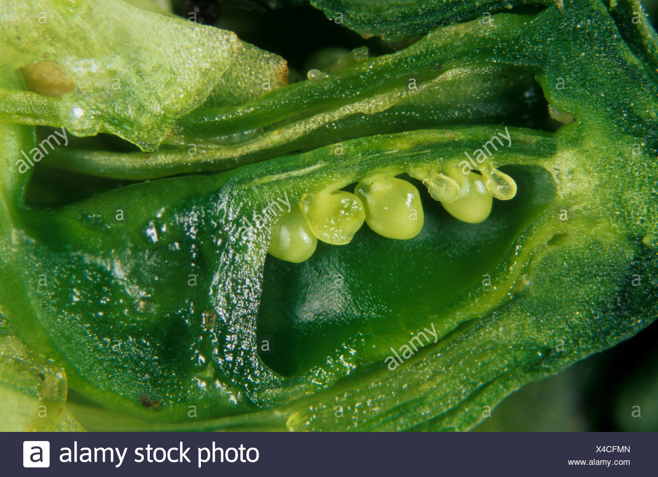 Seed Embryo Stock Photos & Seed Embryo Stock Images - Alamy