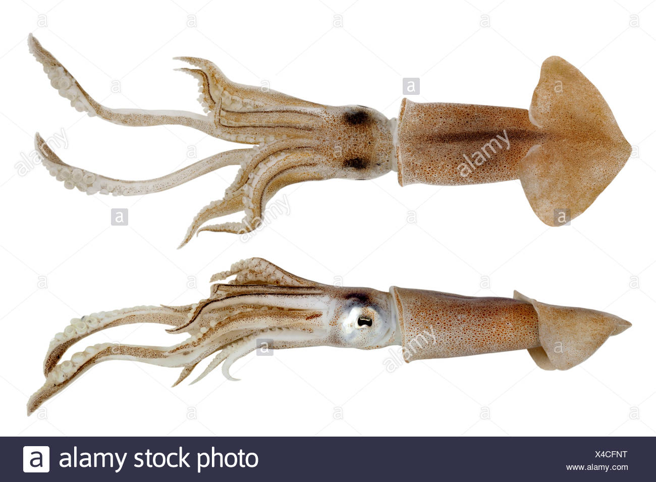 Common Squid Loligo Vulgaris Stock Photos & Common Squid Loligo ...