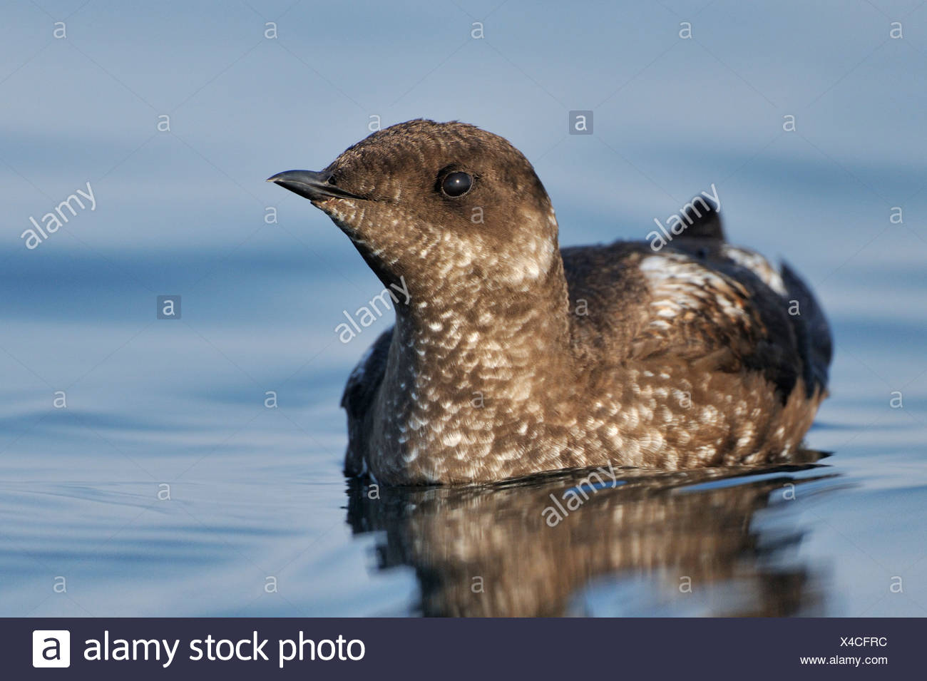 Marbled Murrelet High Resolution Stock Photography and Images - Alamy
