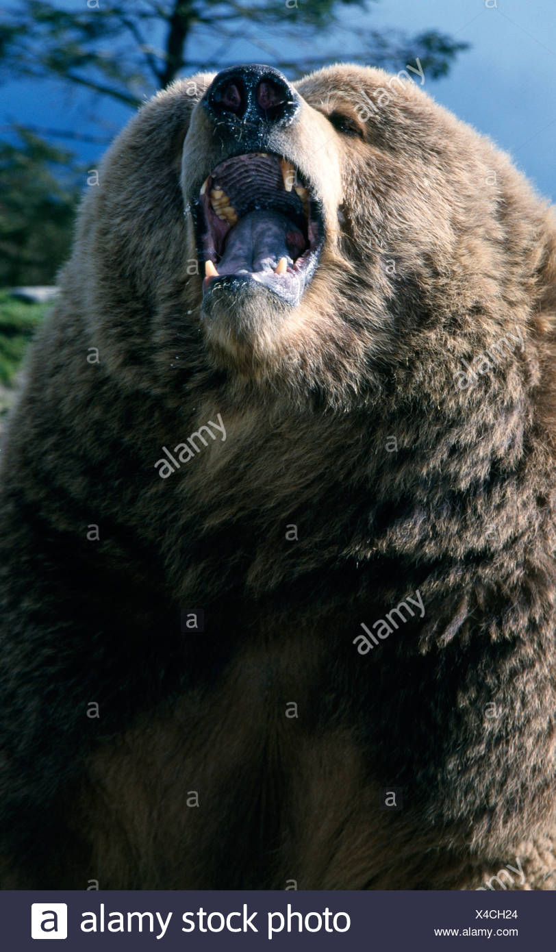 Grizzly Bear Standing Roaring Stock Photos & Grizzly Bear Standing Roaring Stock Images - Alamy