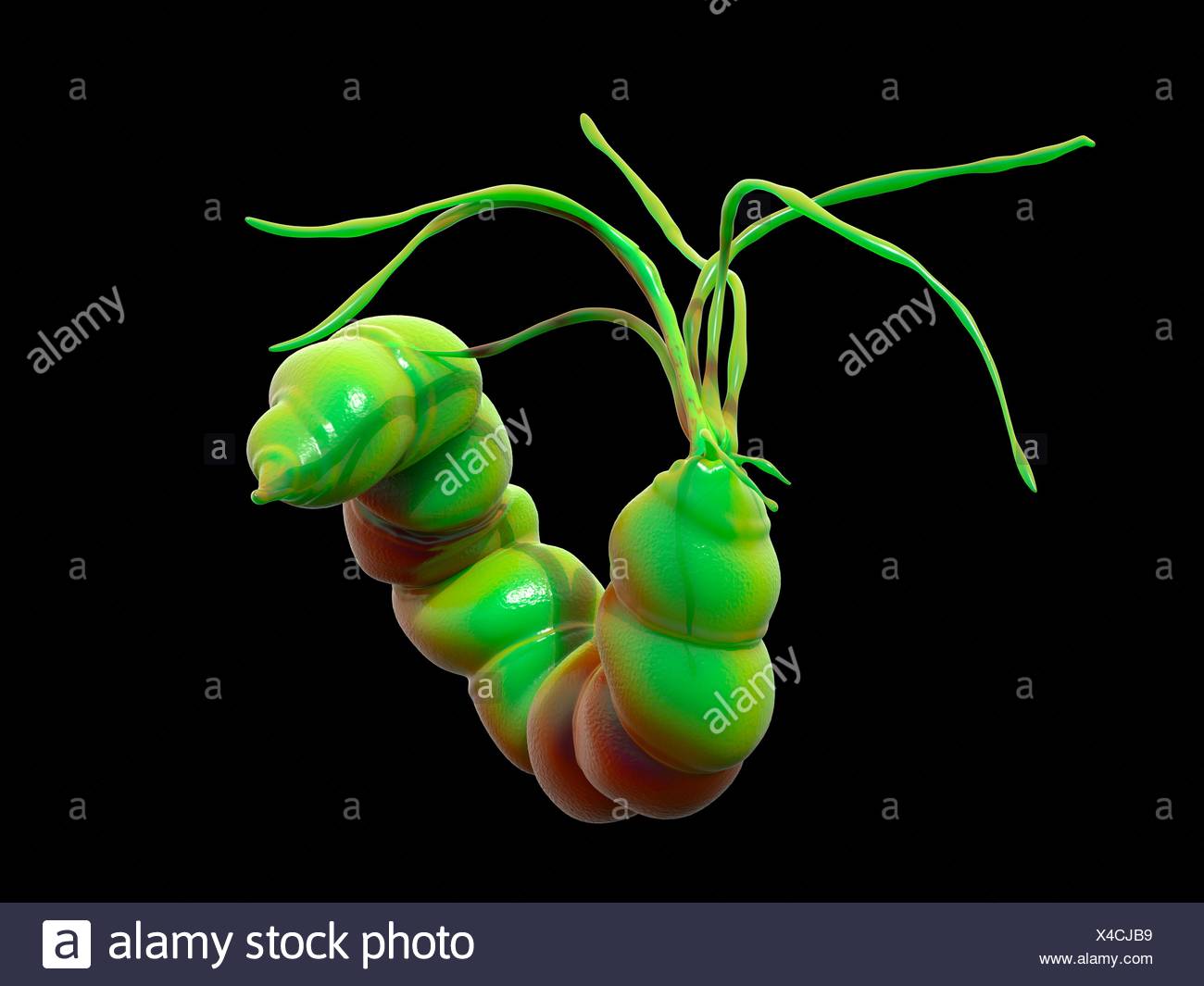 Helicobacter Pylori Bacteria High Resolution Stock Photography and ...