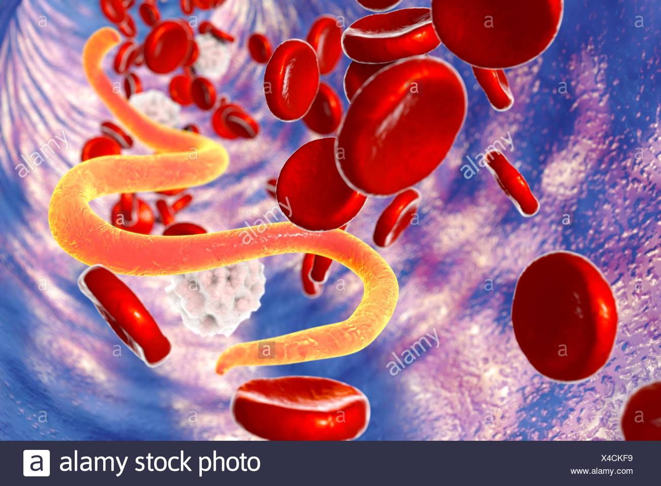 Blood Sucking Insects High Resolution Stock Photography and Images - Alamy