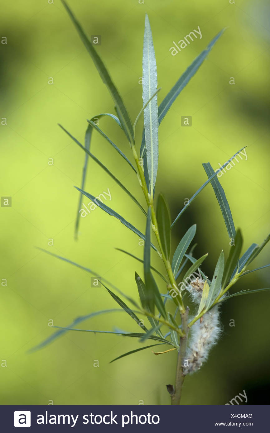 Common Osier Salix Viminalis High Resolution Stock Photography and ...