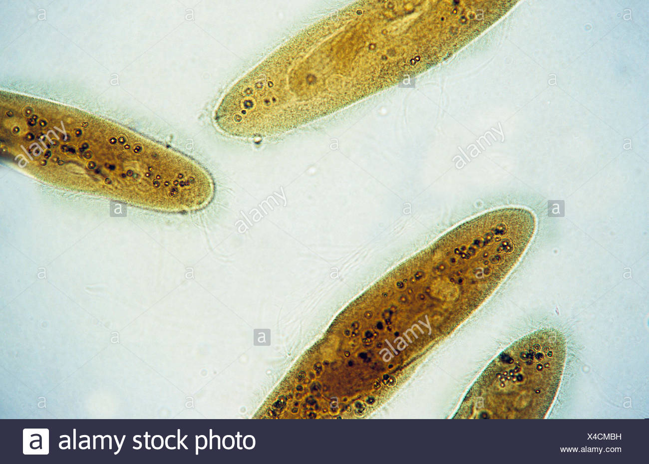 Paramecia High Resolution Stock Photography and Images - Alamy