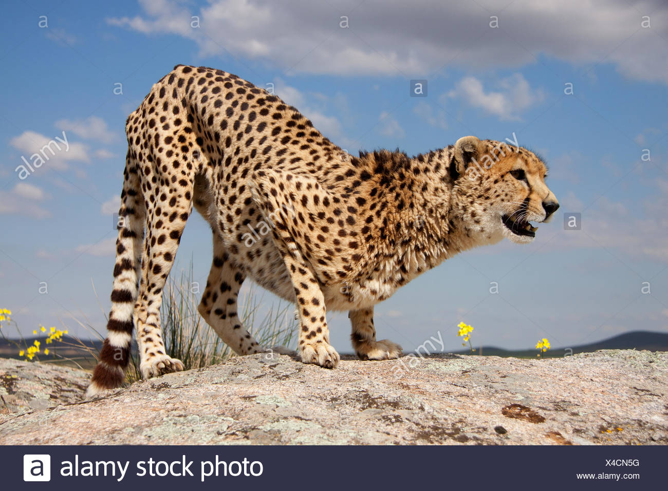 Cheetah Jump High Resolution Stock Photography and Images - Alamy