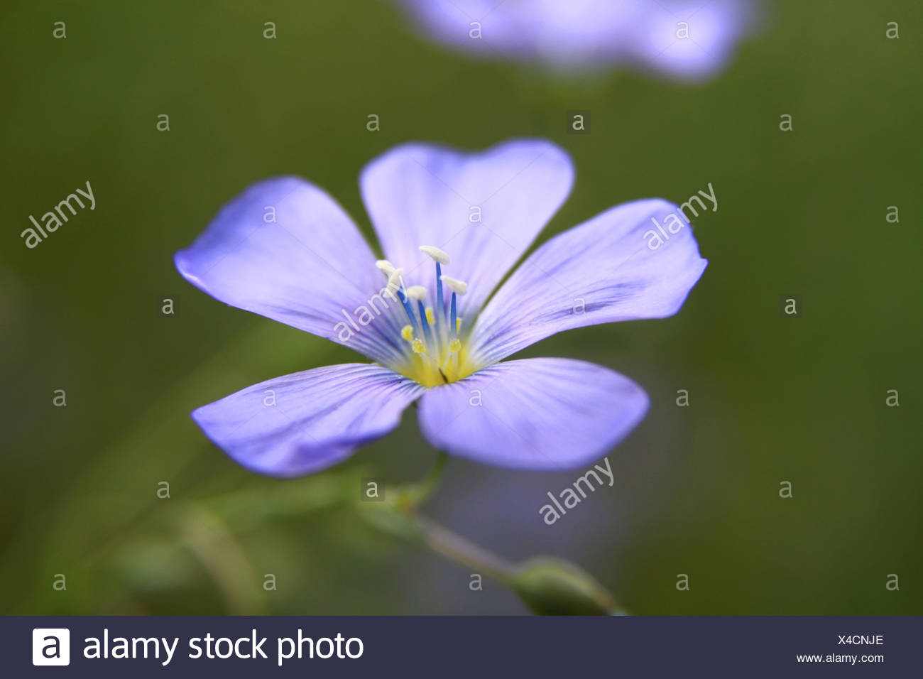 Lein Stock Photos & Lein Stock Images - Alamy