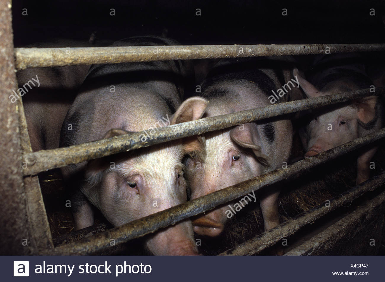 Pigs In Sty High Resolution Stock Photography and Images - Alamy