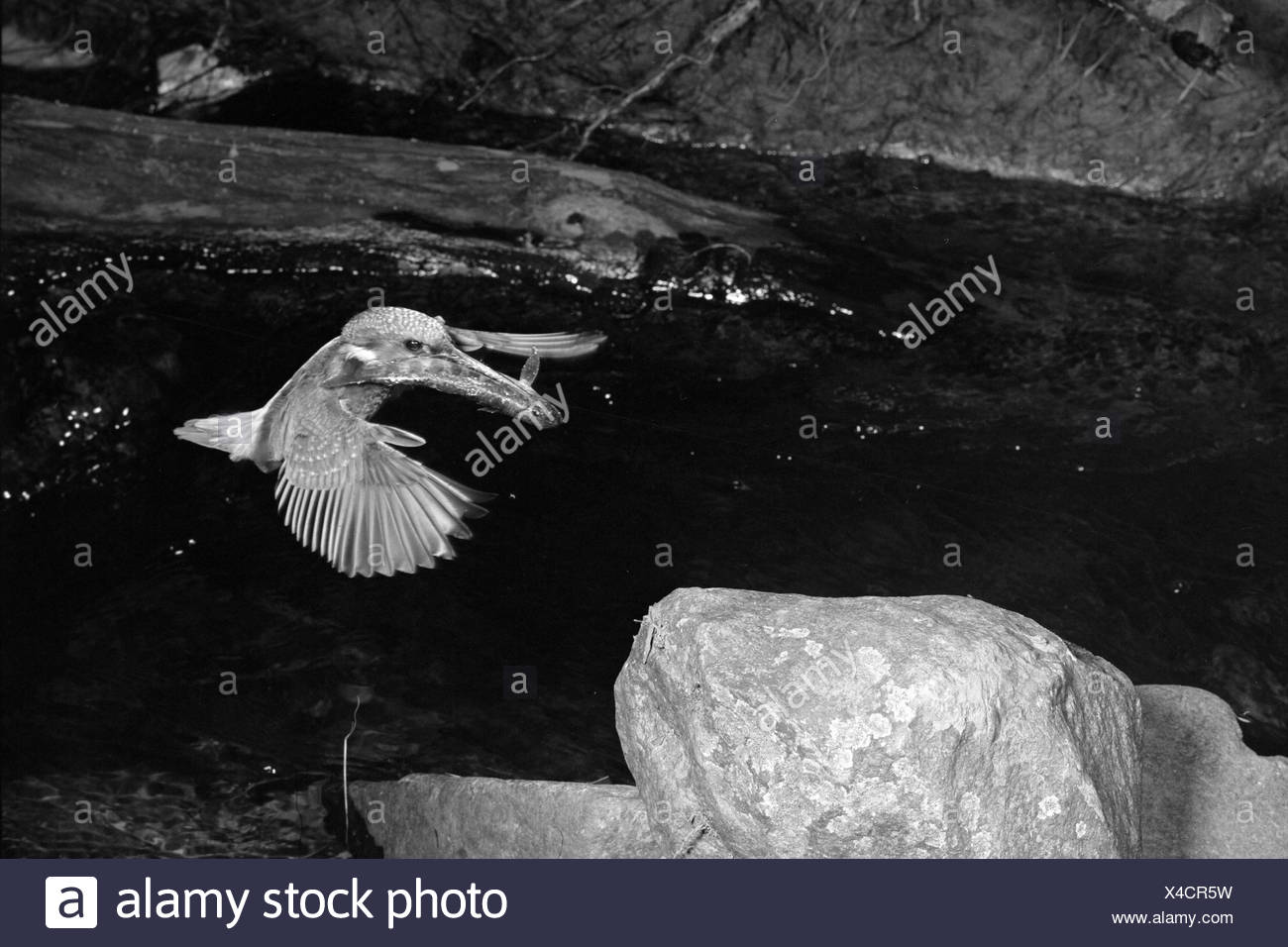 Eric Hosking High Resolution Stock Photography and Images - Alamy