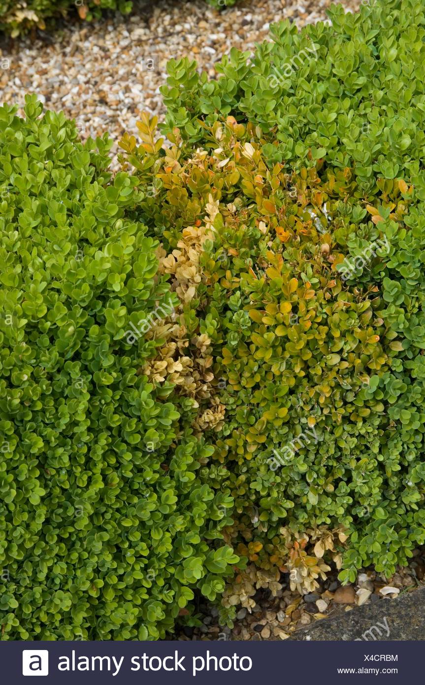 Box Blight Stock Photos & Box Blight Stock Images - Alamy