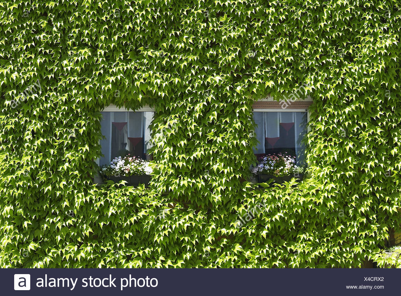 Overgrown Vine High Resolution Stock Photography and Images - Alamy