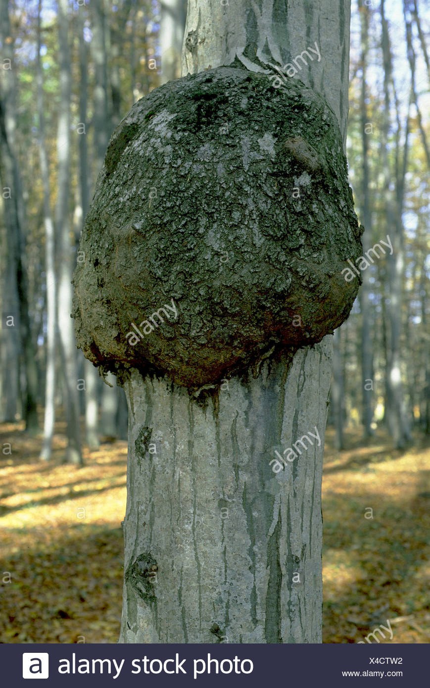 Tree Cancer High Resolution Stock Photography and Images - Alamy