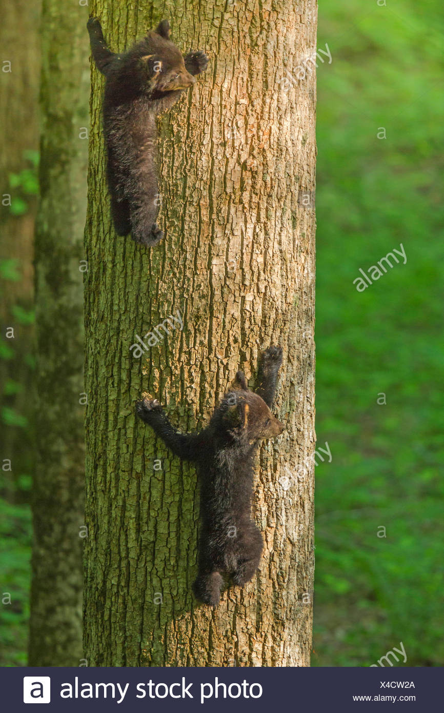 Black Bear Cubs Tree High Resolution Stock Photography and Images - Alamy