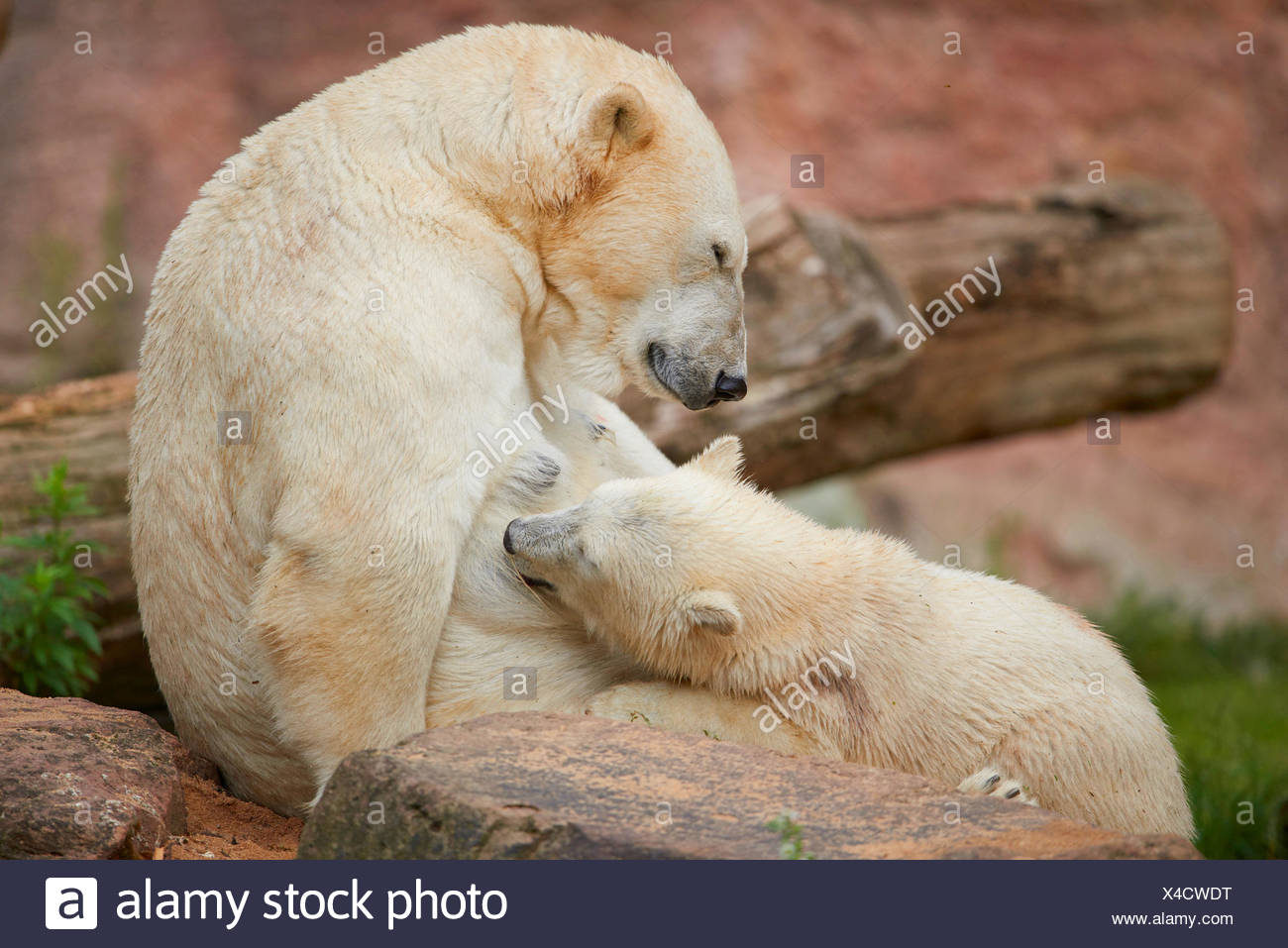 Suckled High Resolution Stock Photography and Images - Alamy