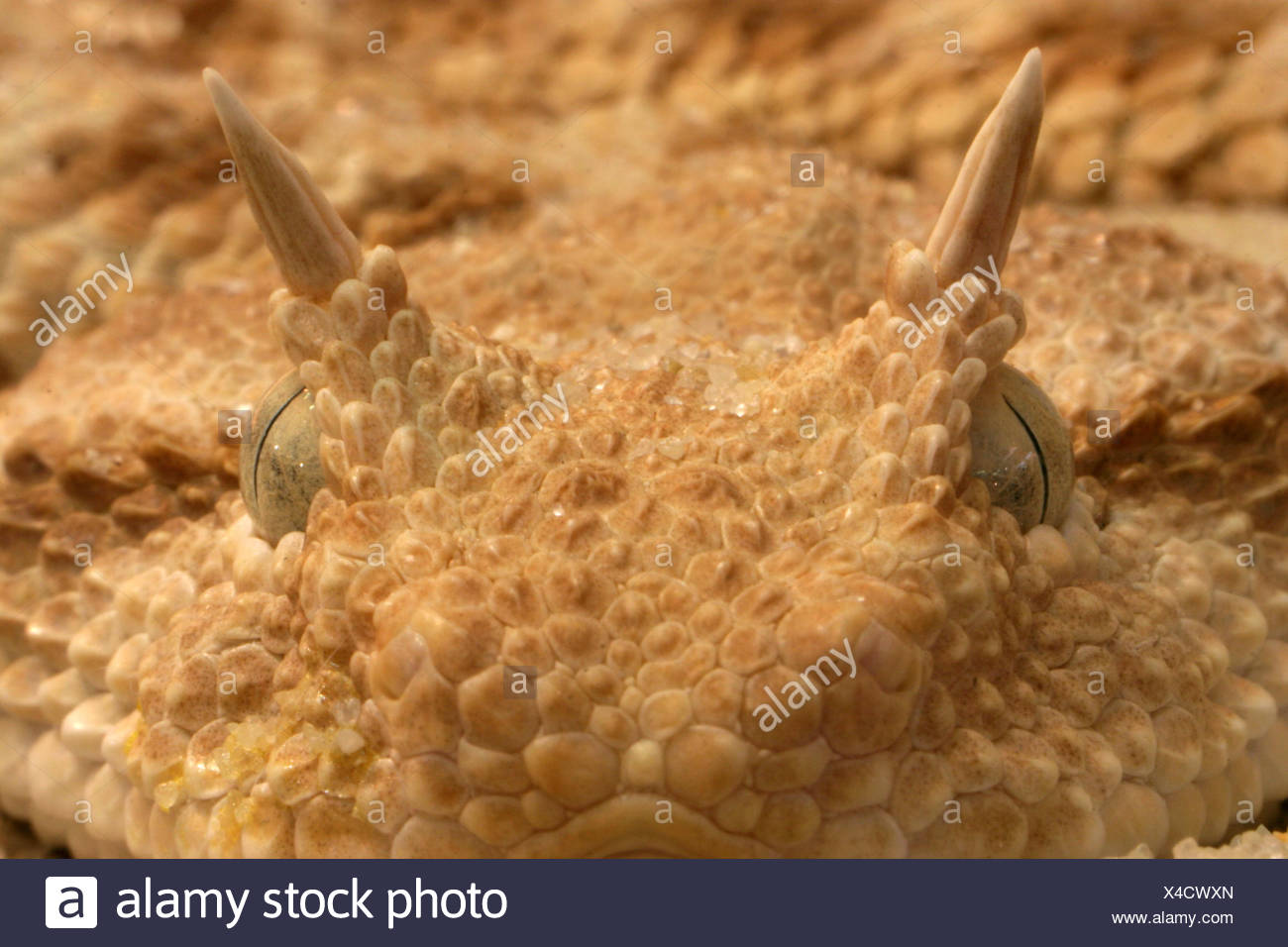 Snake Horn High Resolution Stock Photography and Images - Alamy