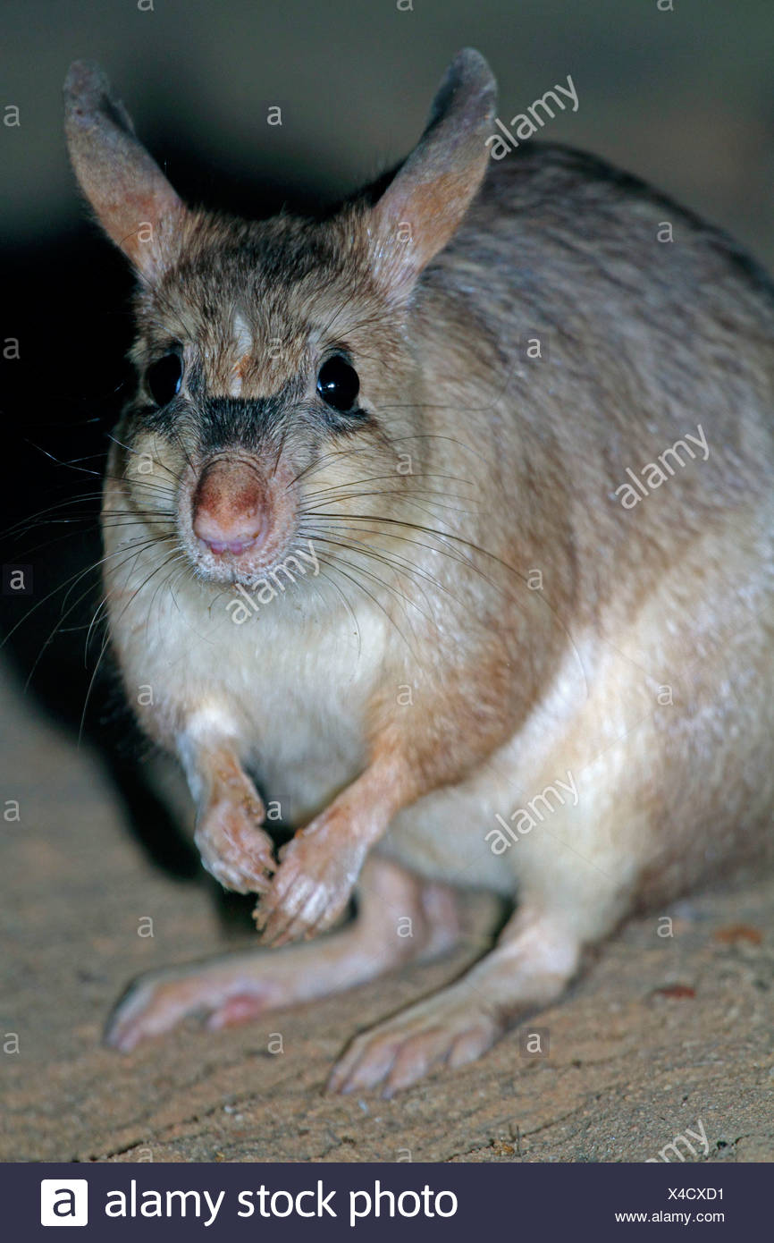 Giant Rodent Stock Photos & Giant Rodent Stock Images - Alamy