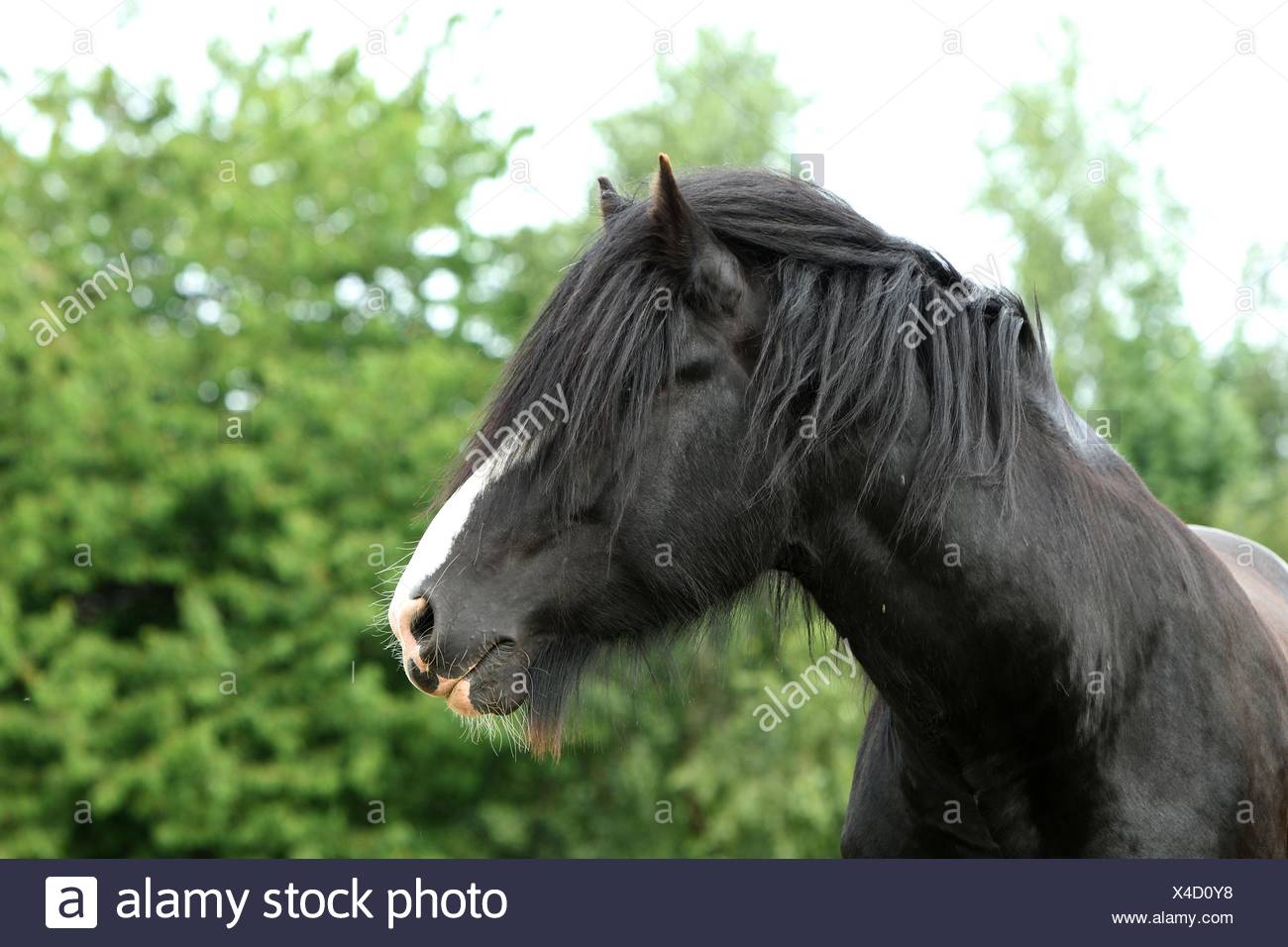 Shire Horse Head High Resolution Stock Photography and Images - Alamy