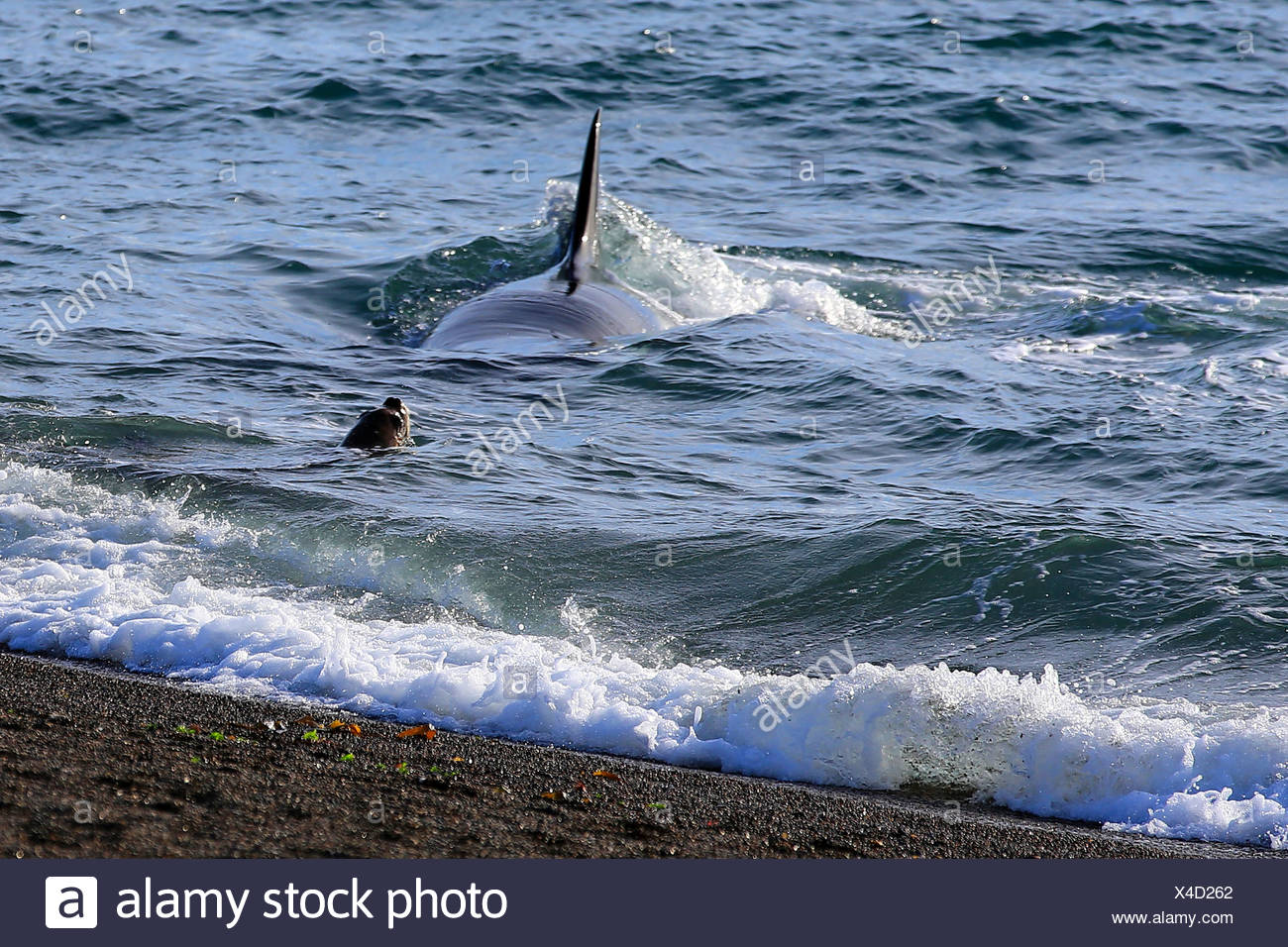 Orca Great Killer Whale Grampus High Resolution Stock Photography and ...
