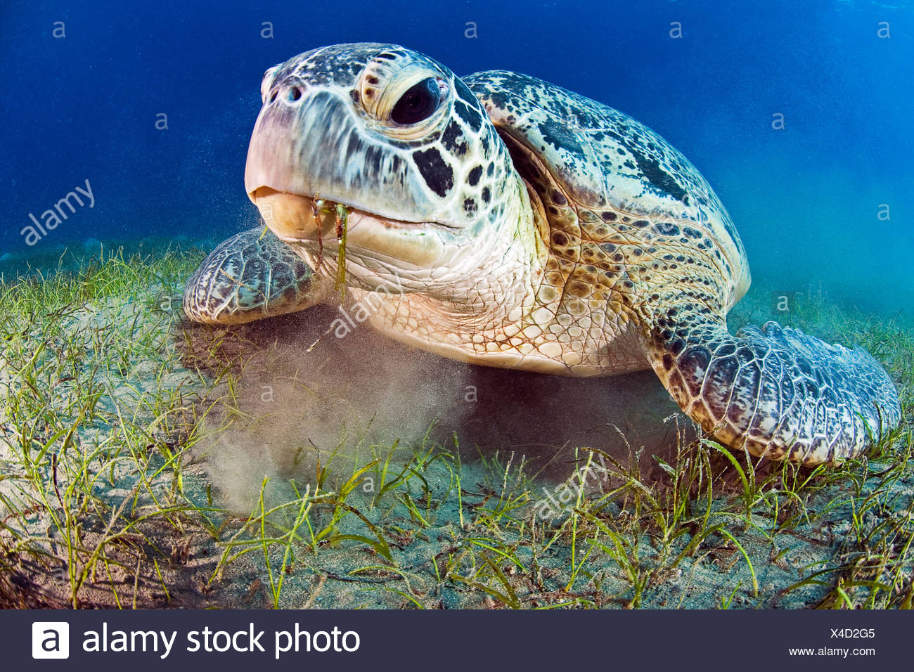 Eating Turtle Eating Turtles High Resolution Stock Photography and ...