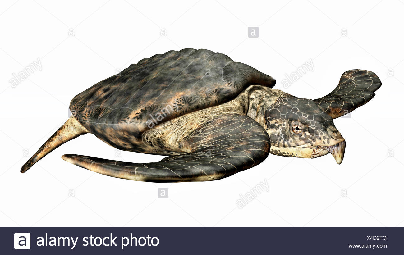 Archelon Stock Photos & Archelon Stock Images - Alamy