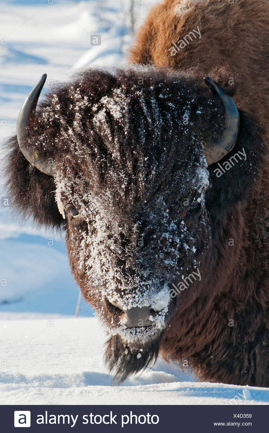 Bison Bison Athabascae High Resolution Stock Photography and Images - Alamy