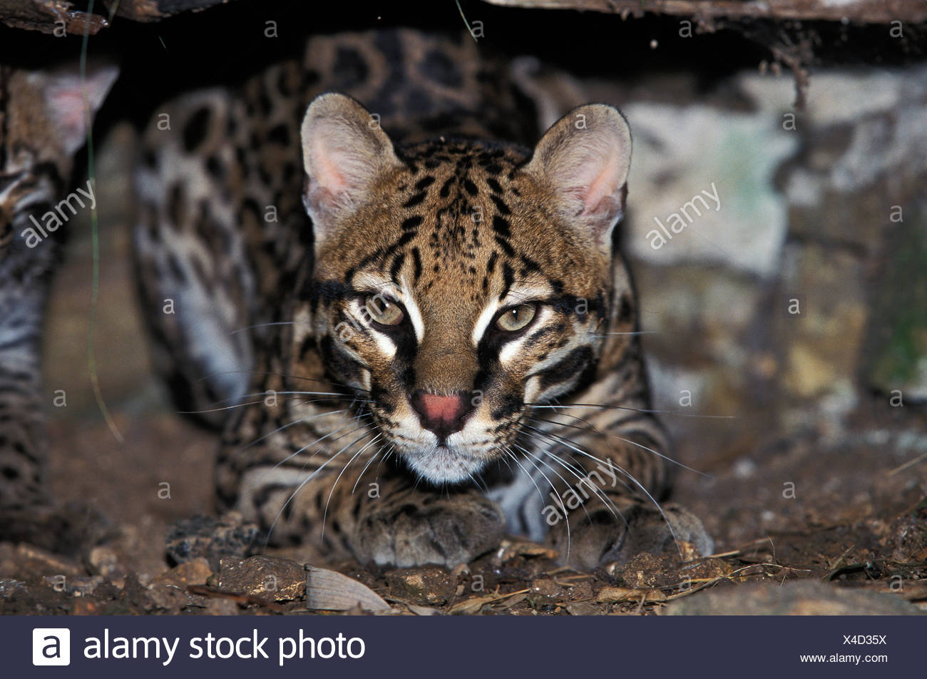 Ocelots Leopardus Pardalis High Resolution Stock Photography and Images ...