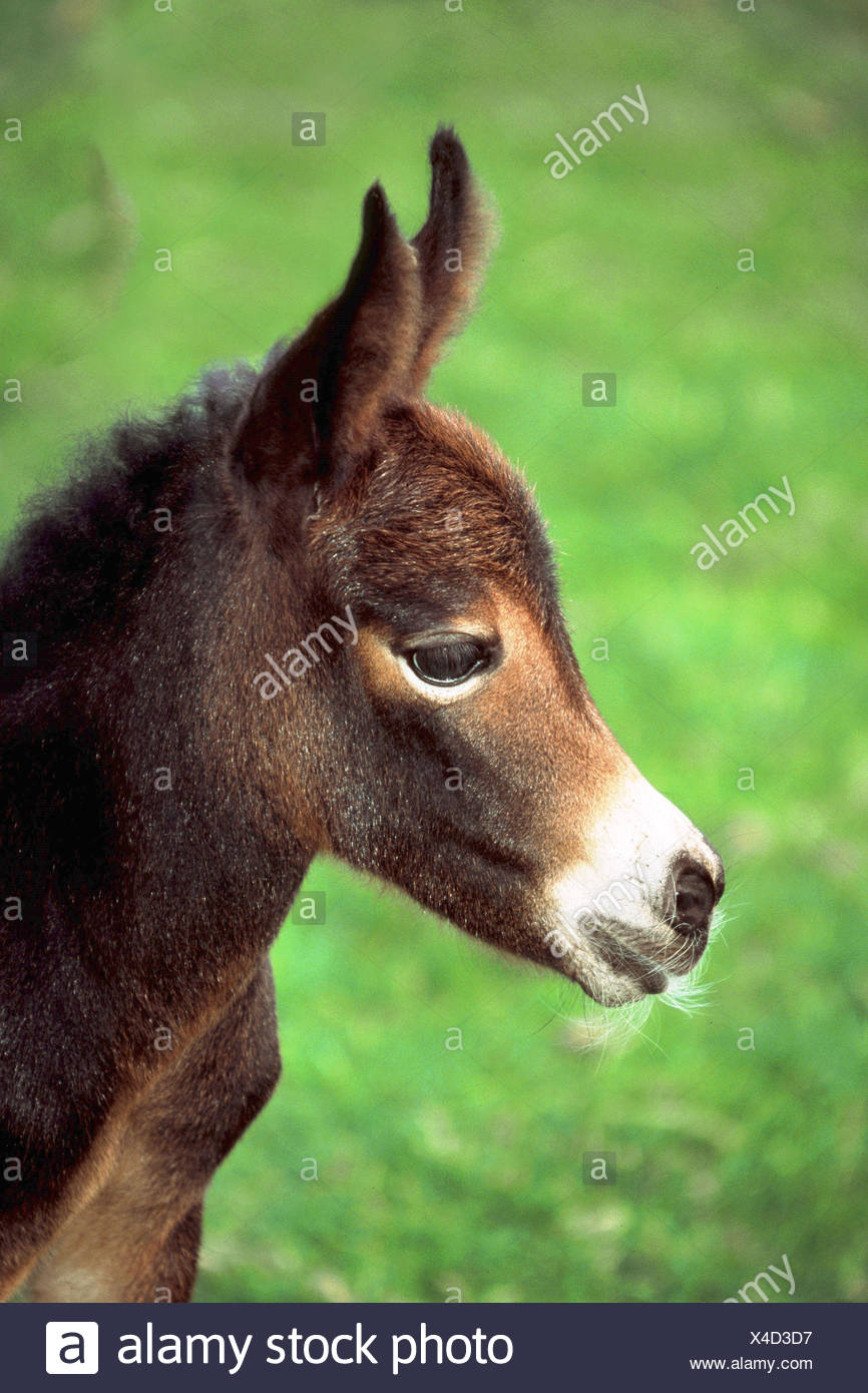 Maultier High Resolution Stock Photography and Images - Alamy