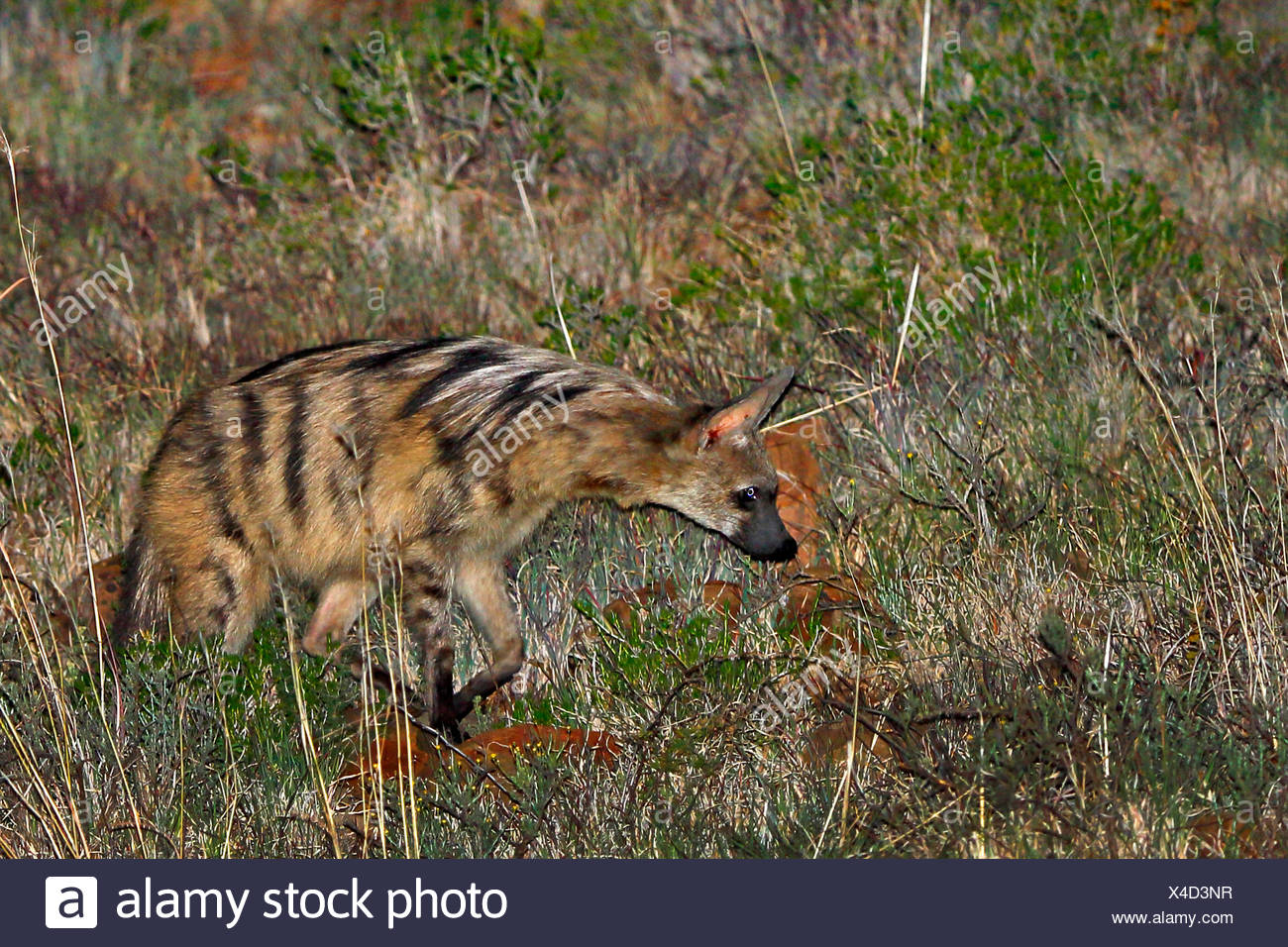 Aardwolf High Resolution Stock Photography and Images - Alamy