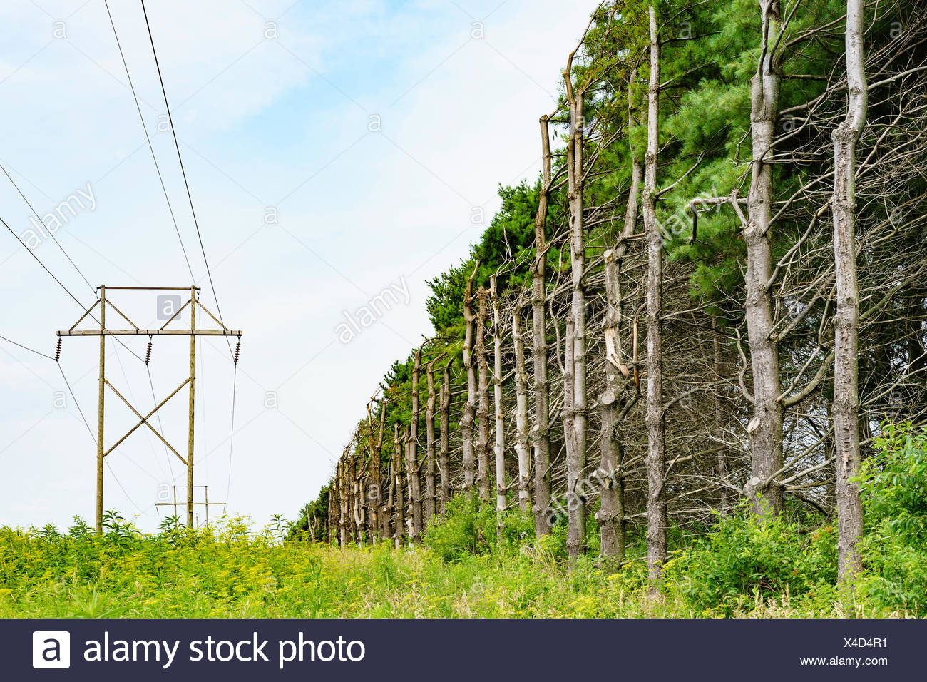 Power Lines Running Through A Forest Of Pruned Pine Trees High ...