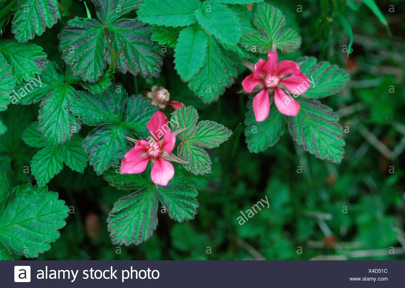 Arctic Bramble High Resolution Stock Photography and Images - Alamy