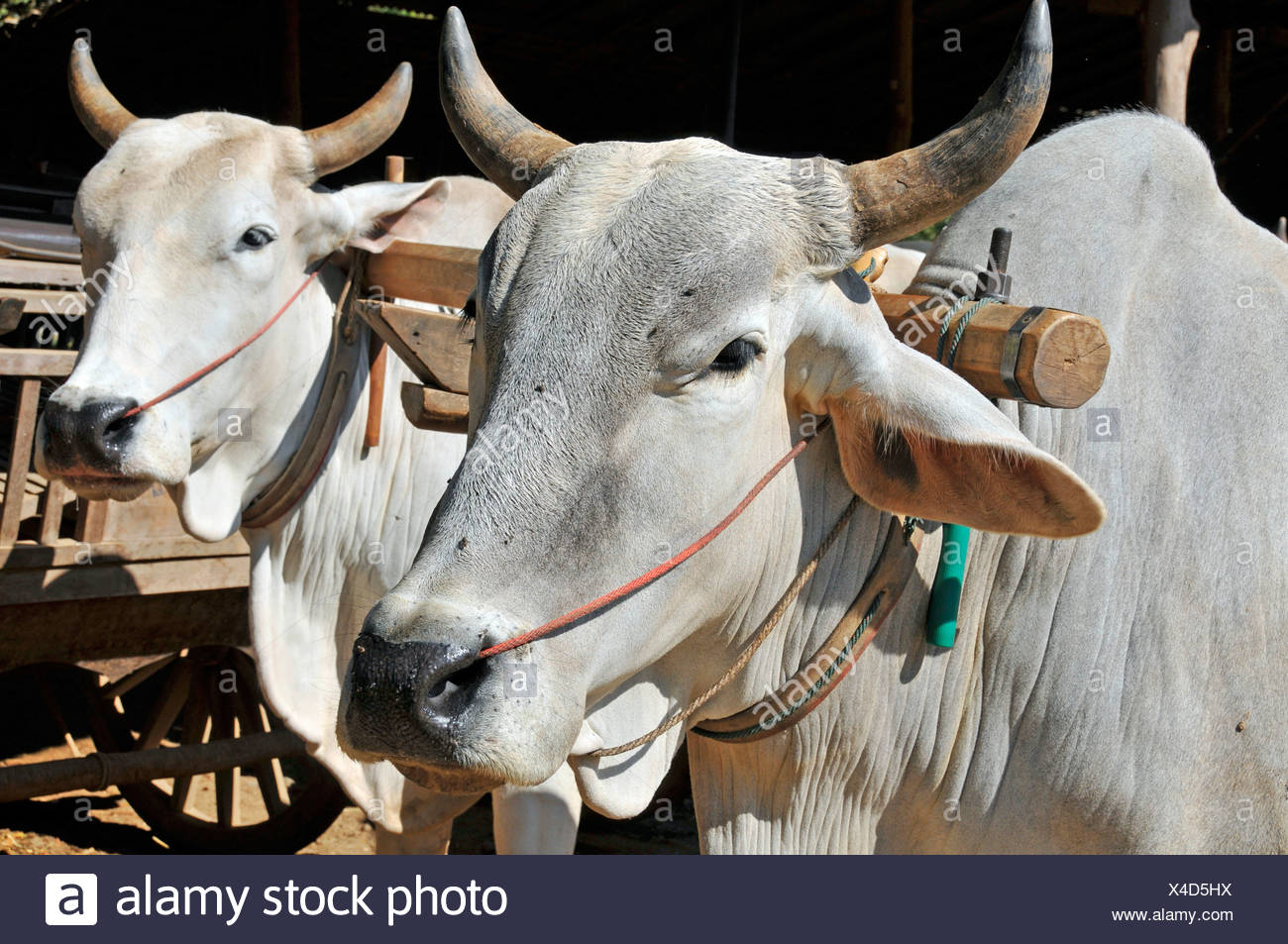 Team Of Oxen High Resolution Stock Photography and Images - Alamy