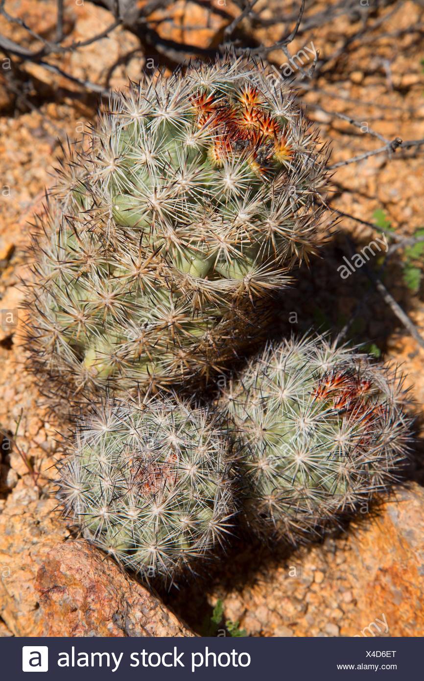Cactus Tree Stock Photos & Cactus Tree Stock Images - Alamy