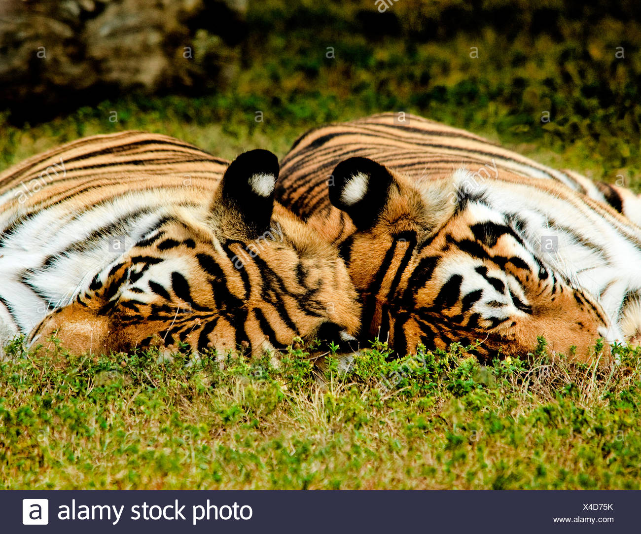 Lying Down Tigers High Resolution Stock Photography and Images - Alamy