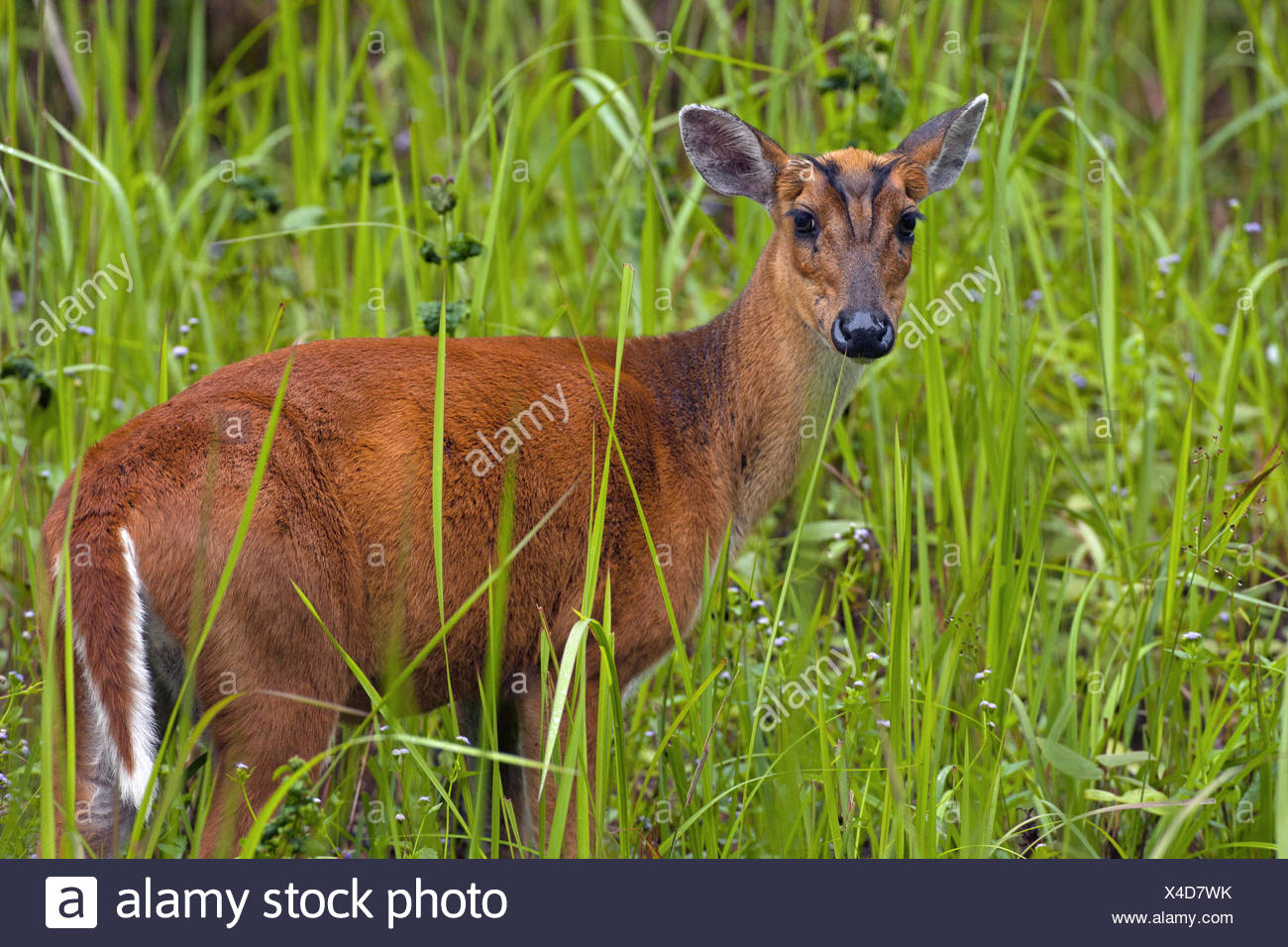 Indian Muntjac Stock Photos & Indian Muntjac Stock Images - Alamy