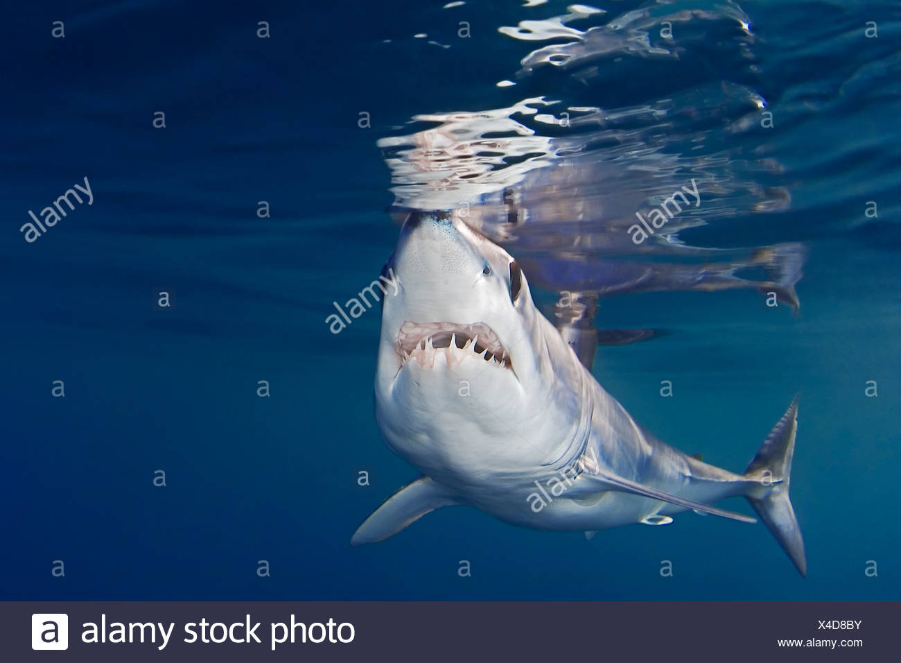 Mako Shark High Resolution Stock Photography and Images - Alamy