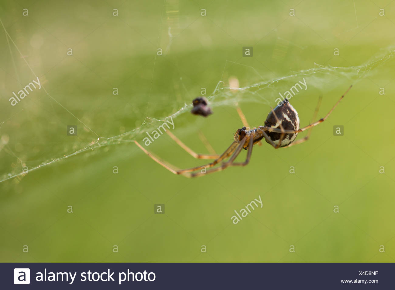 Linyphiidae High Resolution Stock Photography and Images - Alamy
