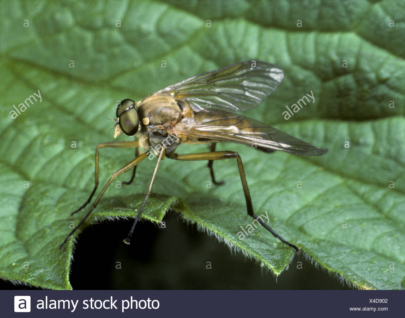 Snipe Flies Stock Photos & Snipe Flies Stock Images - Alamy