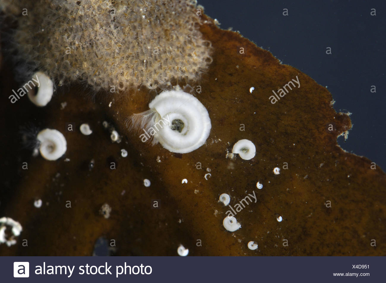 Spirorbis Spirorbis High Resolution Stock Photography and Images - Alamy