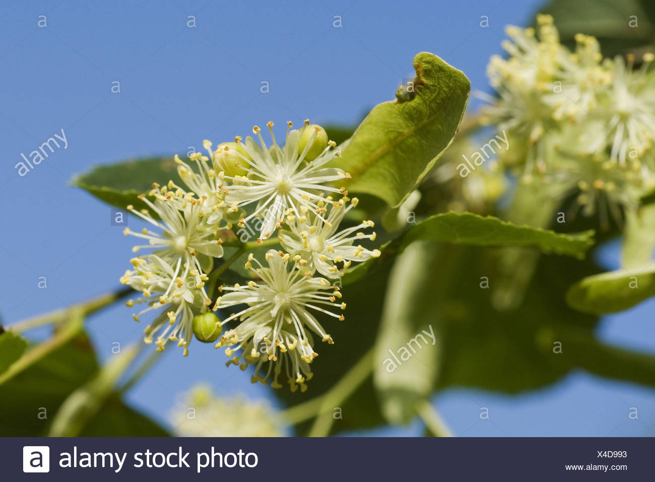Small Limes High Resolution Stock Photography and Images - Alamy