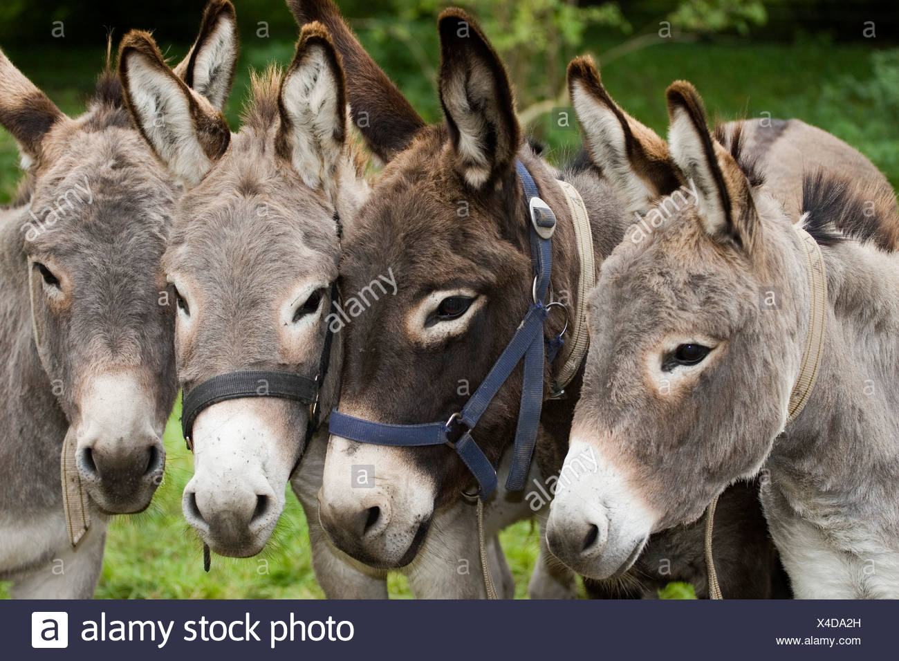 Eselfamilie High Resolution Stock Photography and Images - Alamy