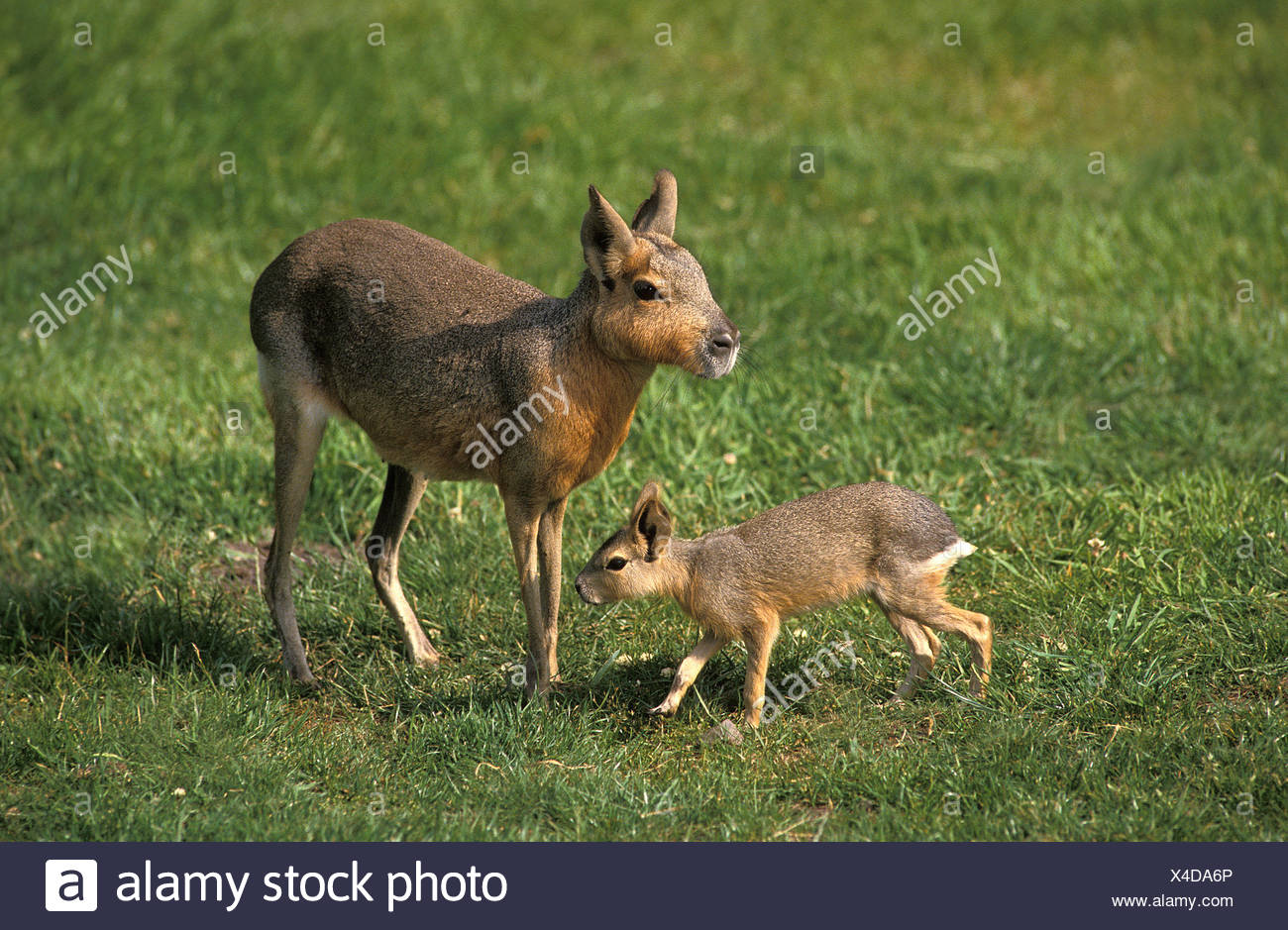 Maras Animal Stock Photos & Maras Animal Stock Images - Alamy
